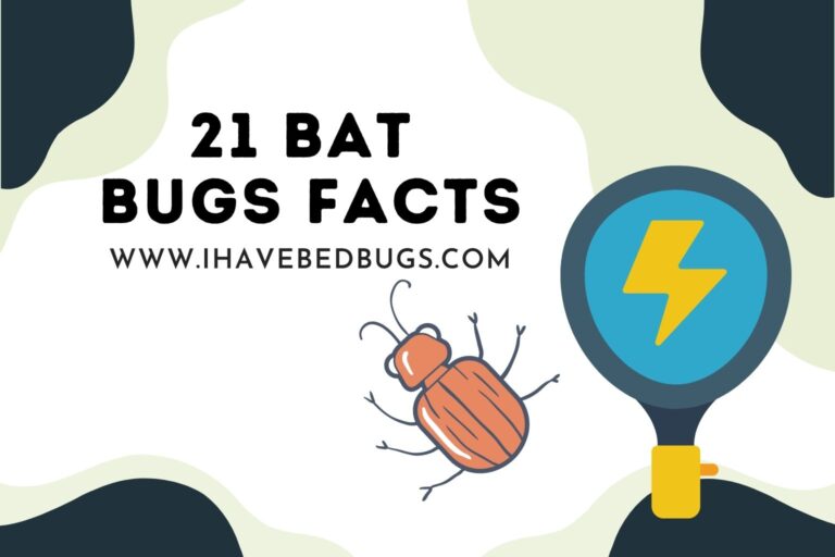 21 Bat Bugs Facts [Signs, Bites, Symptoms, Treatment]