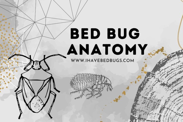 Bed Bug Anatomy (17 Facts on Biology and Behavior) - ihavebedbugs.com