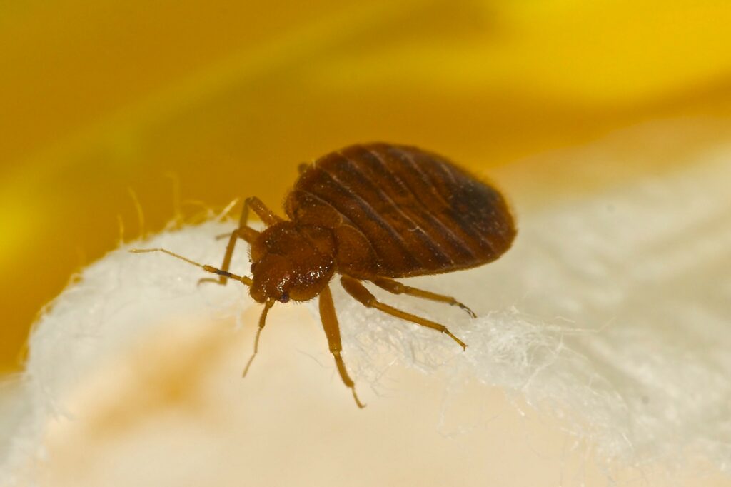 Bed Bug Anatomy 17 Facts On Biology And Behavior