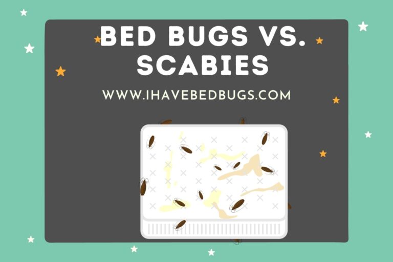 Bed Bugs vs. Scabies (Similarities & Dissimilarities) - ihavebedbugs.com
