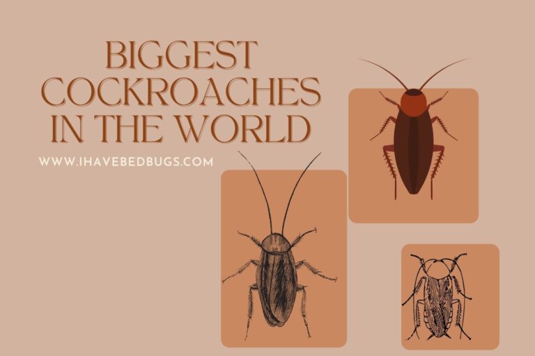 Biggest Cockroaches in the World (Growth, Traits & More) - ihavebedbugs.com