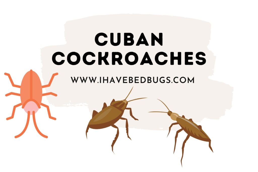 Cuban Cockroaches [Everything You Need To Know!]