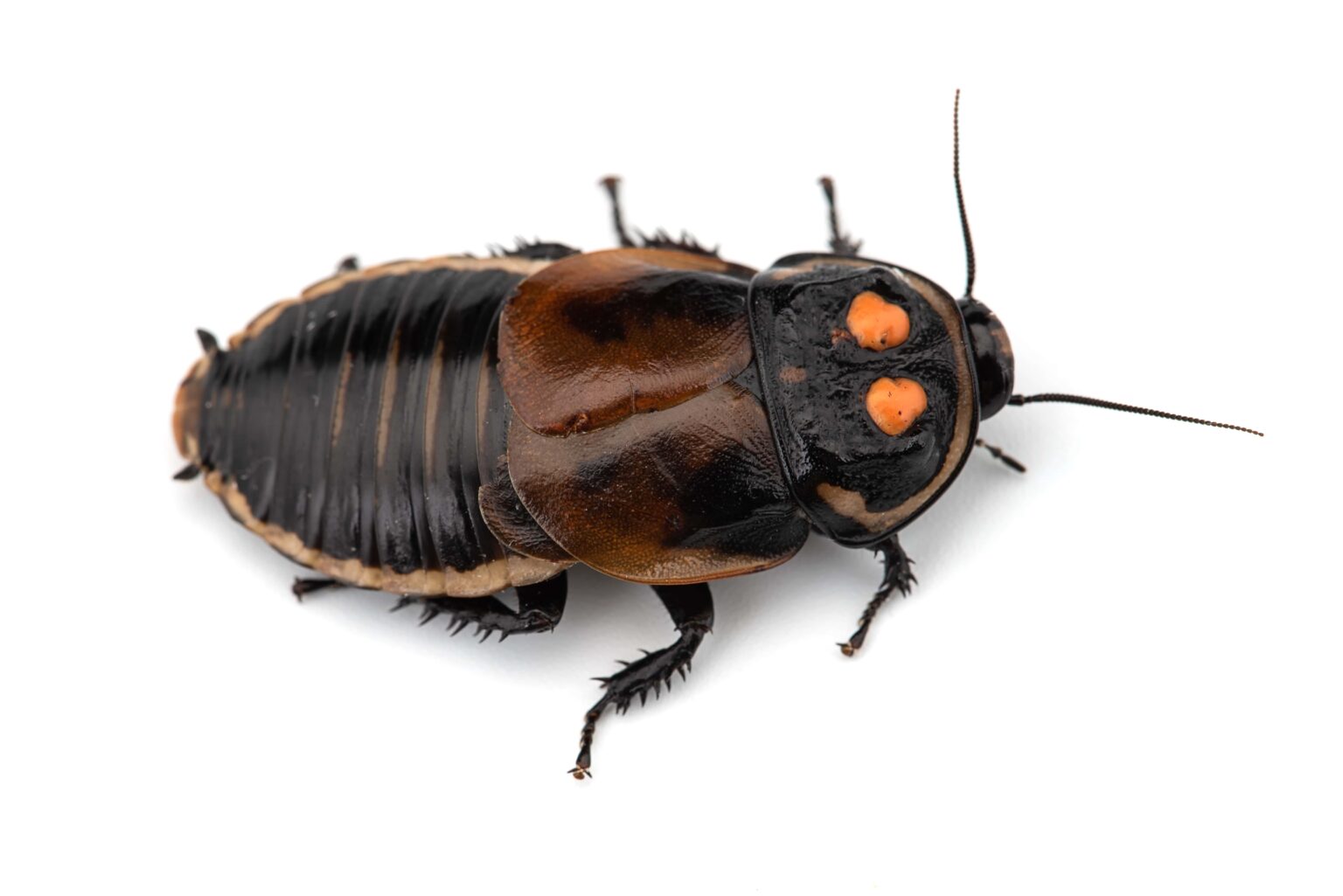 Biggest Cockroaches in the World (Growth, Traits & More) - ihavebedbugs.com