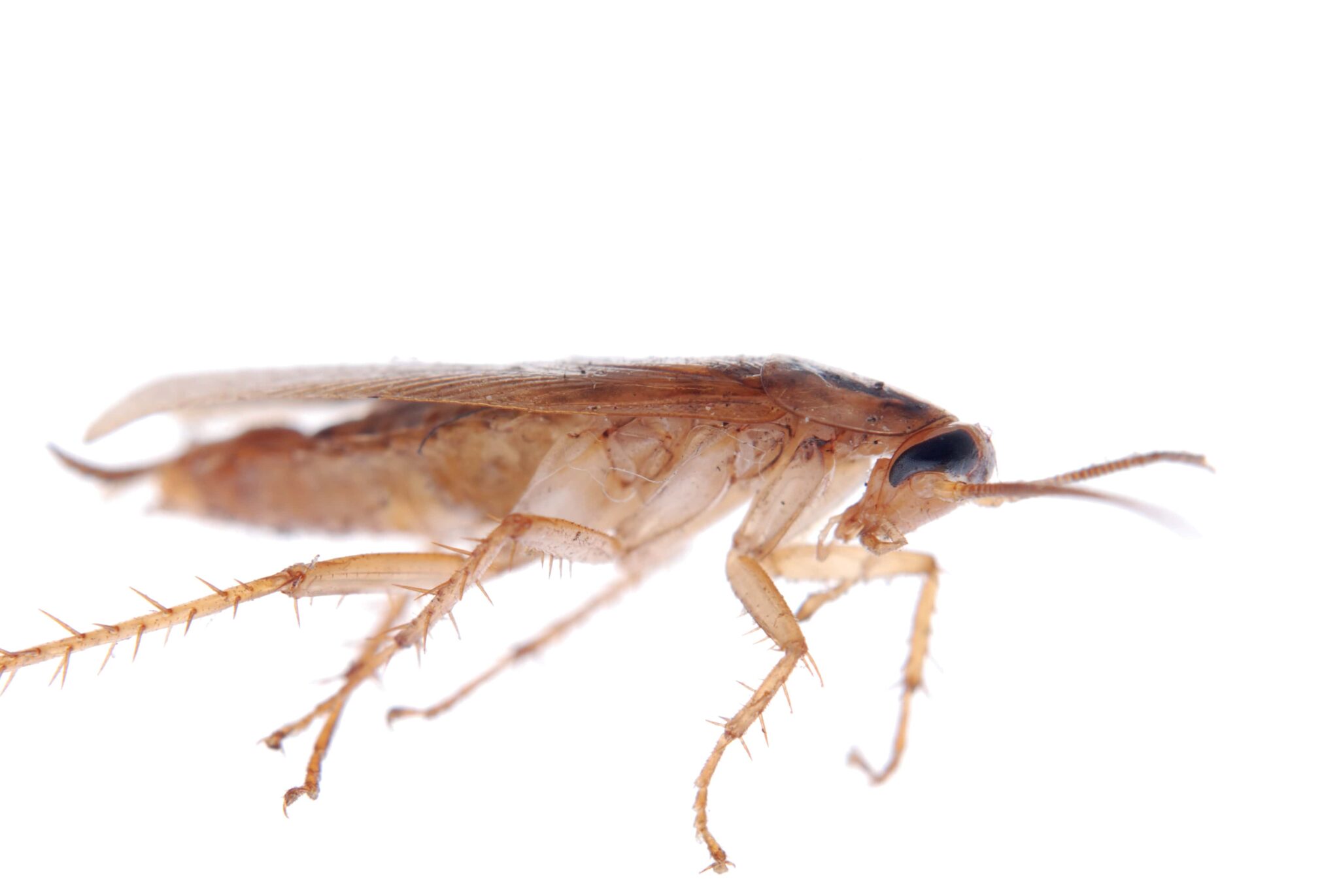 History of the Cockroach [The Complete Guide!]