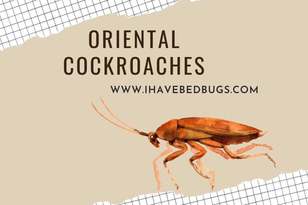 Oriental Cockroaches [Everything You Need to Know!]