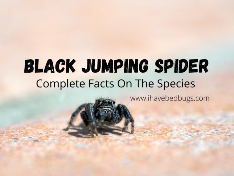 Black Jumping Spider: Complete Facts On The Species - ihavebedbugs.com