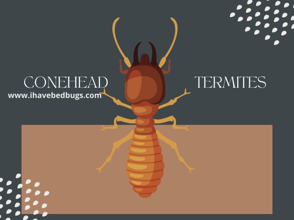 Conehead Termites: Complete Facts on the Species - ihavebedbugs.com