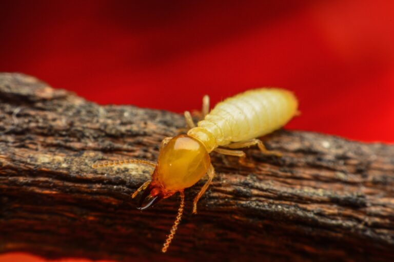 Types of Termites-Complete Guide on the Different Species ...