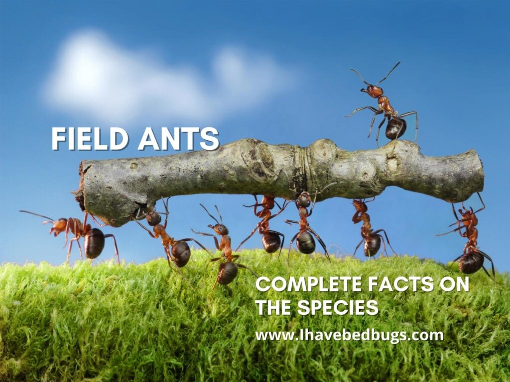 Field Ants: Complete Facts On The Species - ihavebedbugs.com