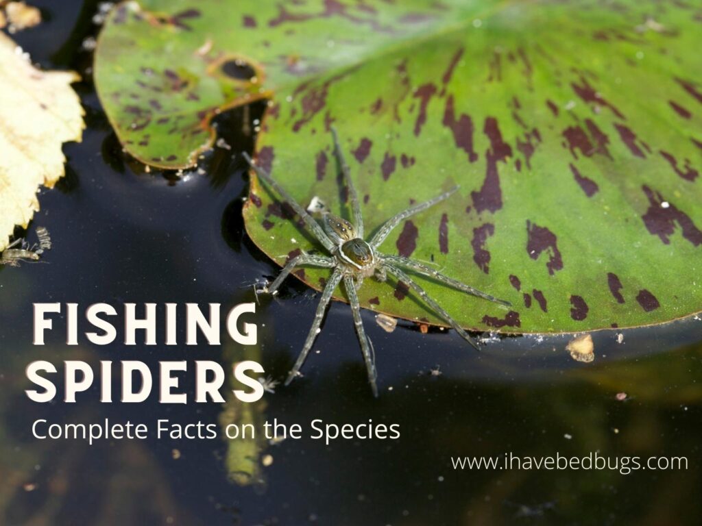 Fishing Spiders: Complete Facts on the Species - ihavebedbugs.com