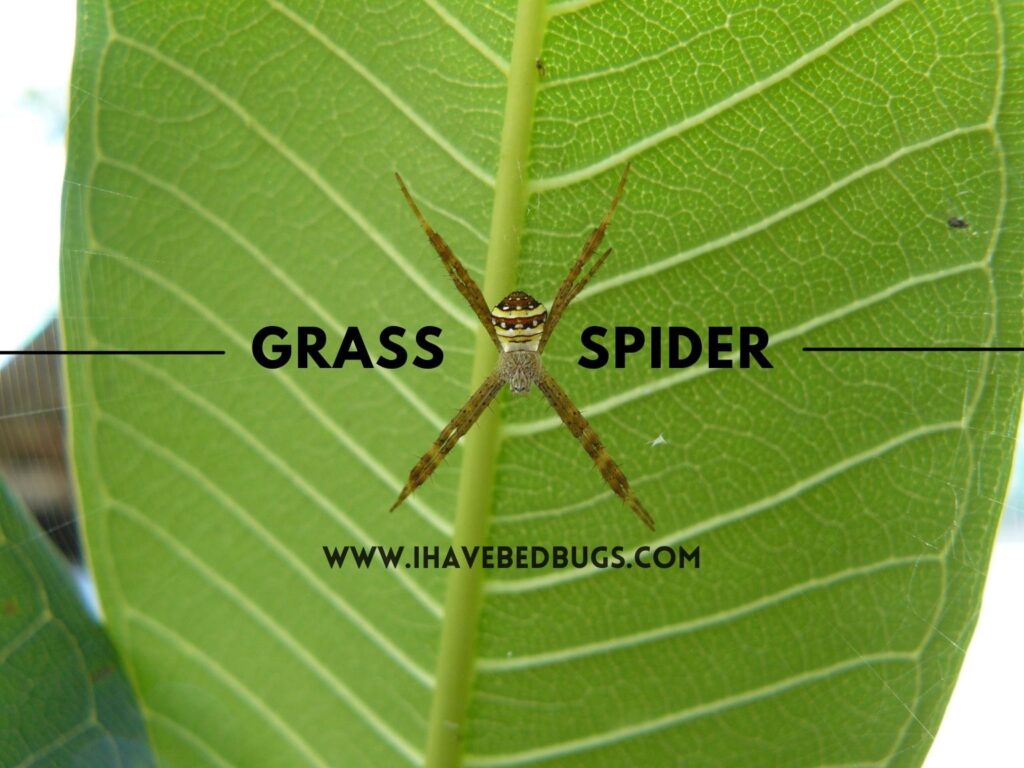 Grass Spider: Complete Facts On The Species - ihavebedbugs.com