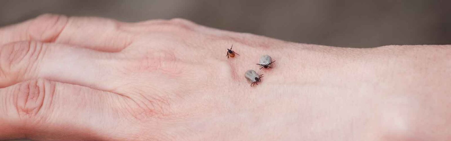 Types of Fleas: Complete Guide!