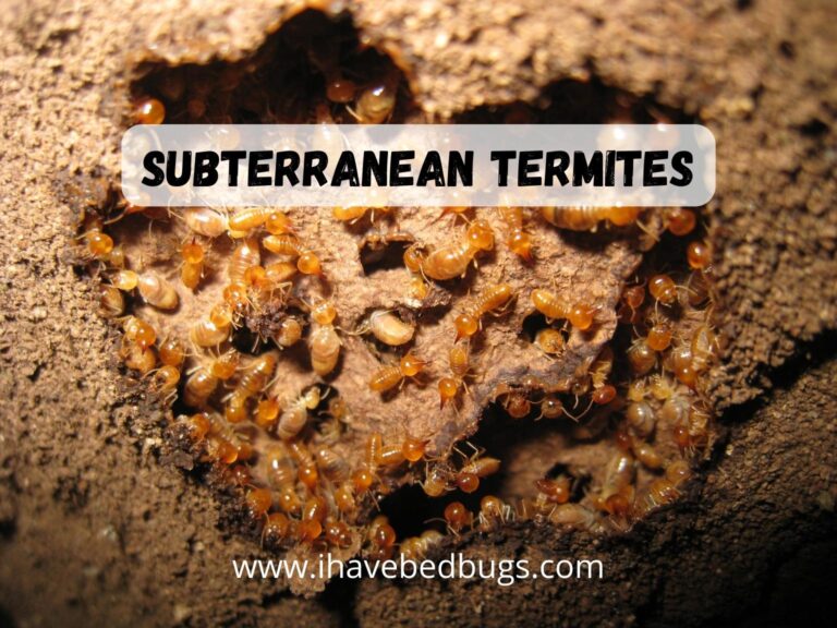 Subterranean Termites: Complete Facts On The Species - ihavebedbugs.com