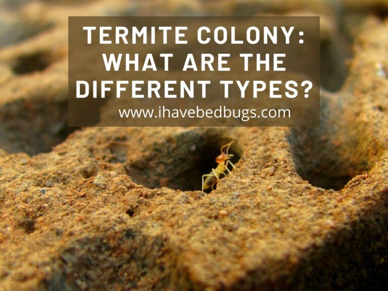 Termite Colony: What Are The Different Types? - ihavebedbugs.com