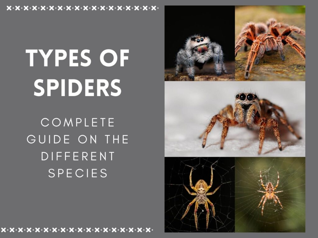 Types of Spiders - Complete Guide on the Different Species ...