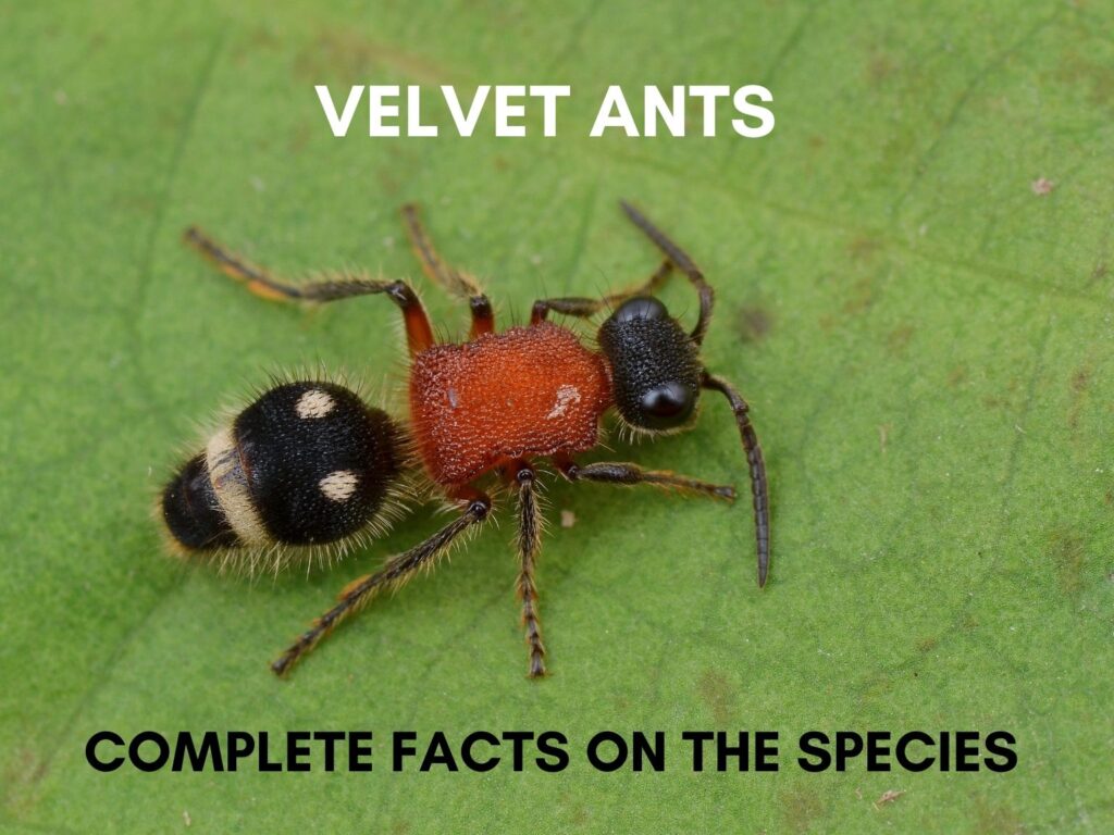 Velvet Ants: Complete Facts On The Species - ihavebedbugs.com
