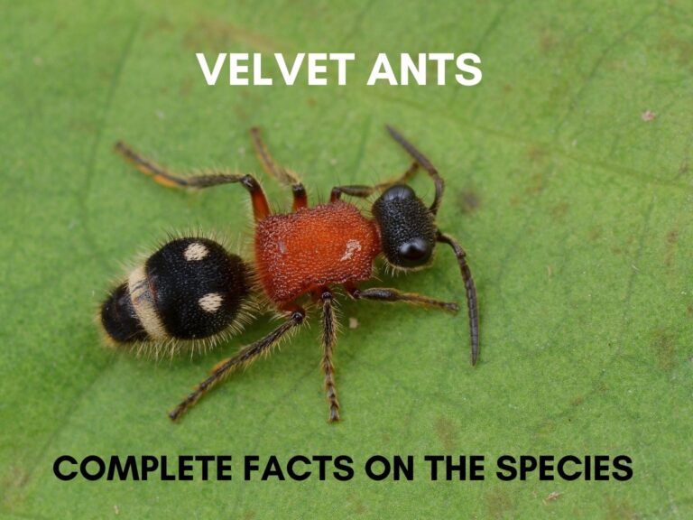 Velvet Ants: Complete Facts On The Species - ihavebedbugs.com