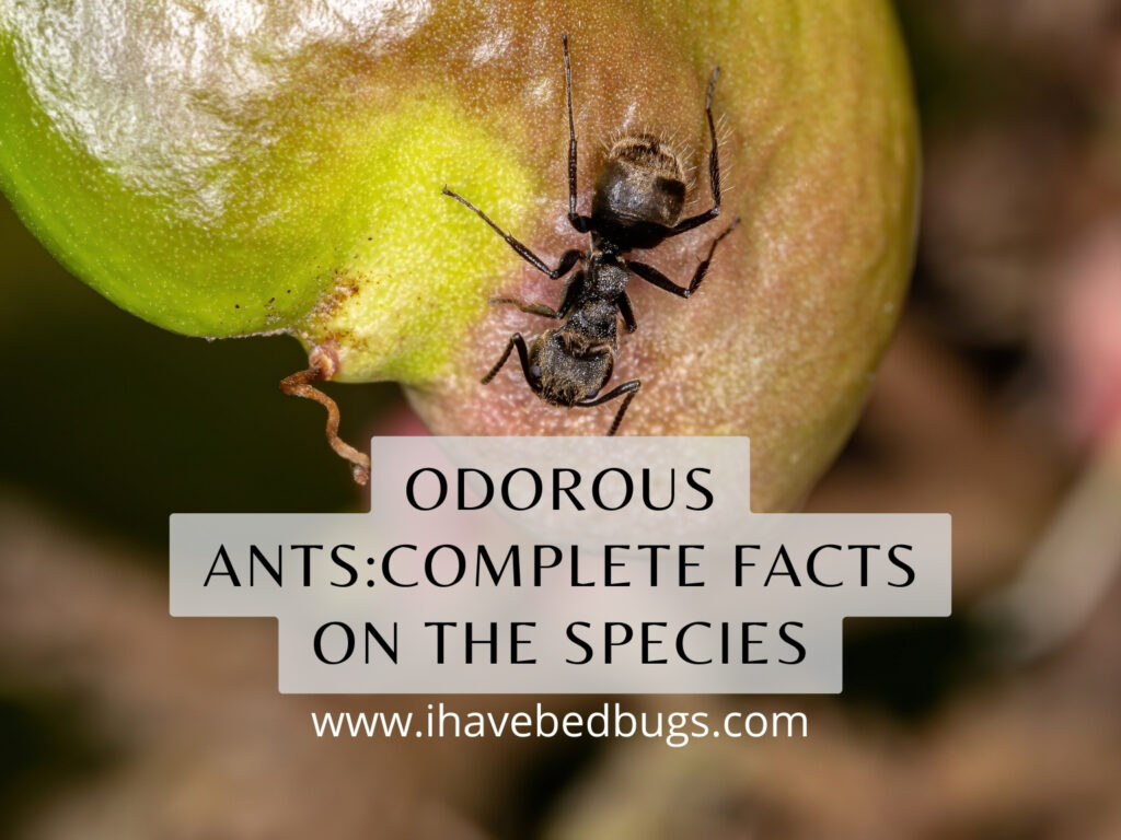 Odorous Ants: Complete Facts on the Species - ihavebedbugs.com