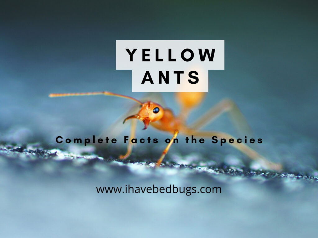 Yellow Ants: Complete Facts on the Species - ihavebedbugs.com