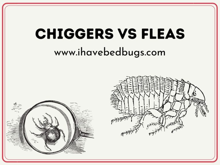 Chiggers vs Fleas? Identify The Insect and Bite - Ultimate Guide